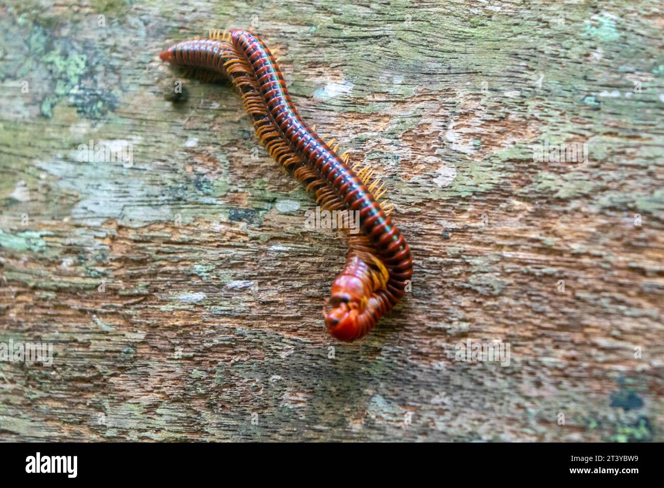 Red millipede hi-res stock photography and images - Alamy