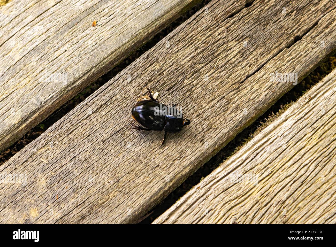 Amazing closeup of a Dynastinae or rhinoceros beetles on the ground ...