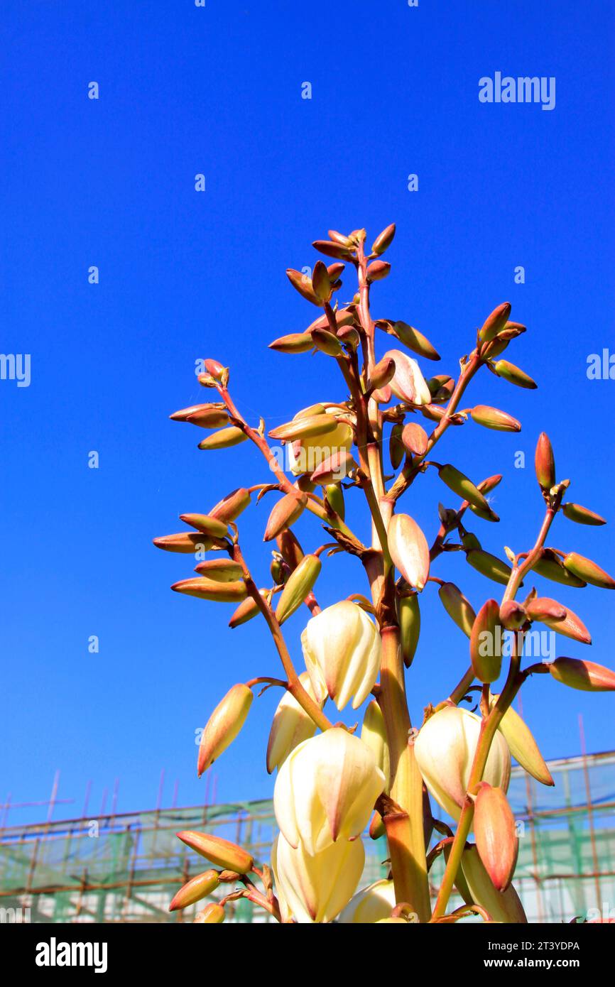 Wild sisal hi-res stock photography and images - Alamy