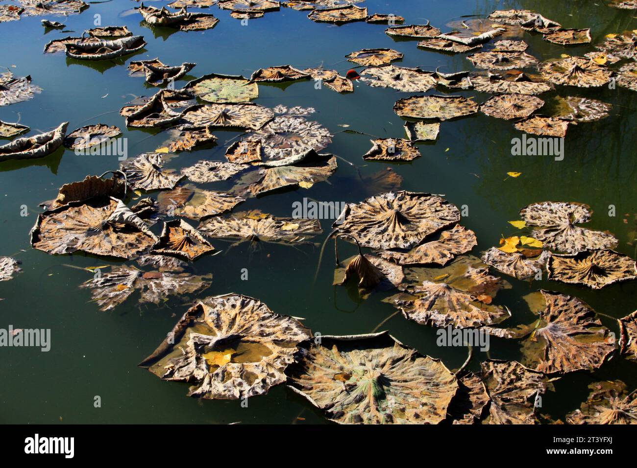 withered lotus leaf on the surface of water in a park Stock Photo - Alamy