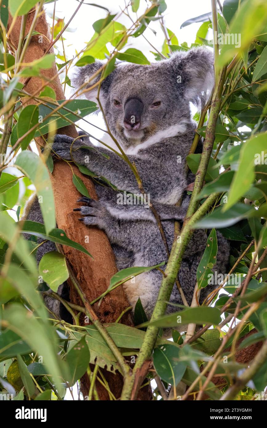 An adult koala, Phascolarctos cinereus, in a eucalyptus tree, Australia ...