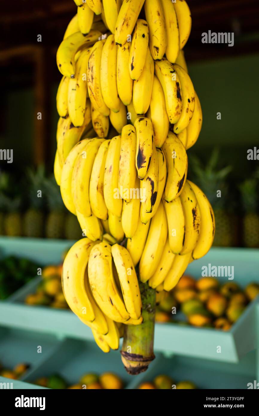 Vertical close-up of a large branch with ripe bright yellow bananas ...