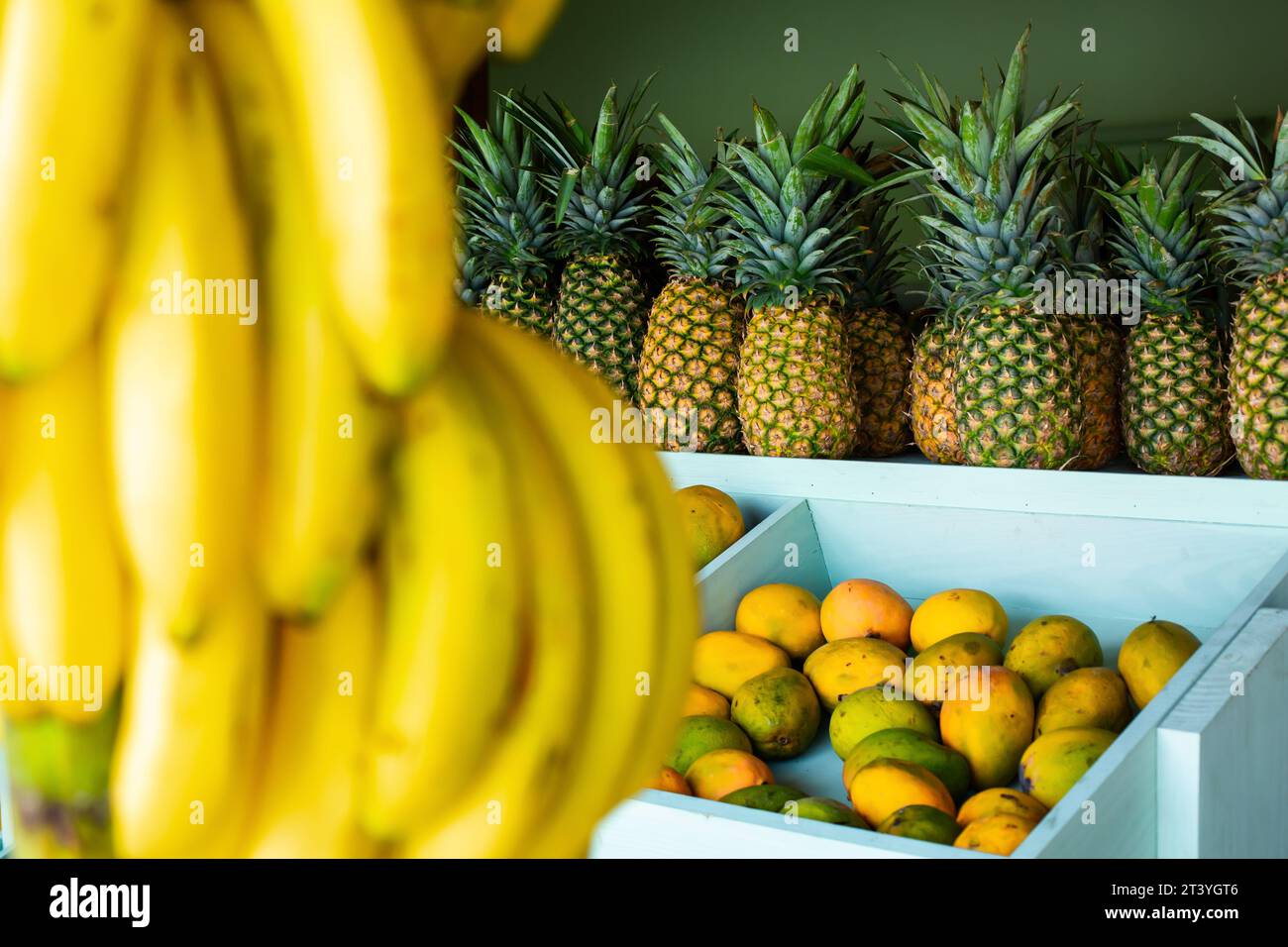 Blurred branch of fresh bright yellow bananas hangs against the ...