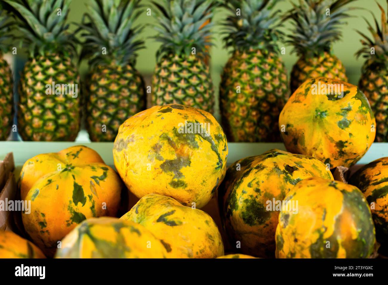 Ripe big fruits of juicy papaya and a row of pineapples on the ...