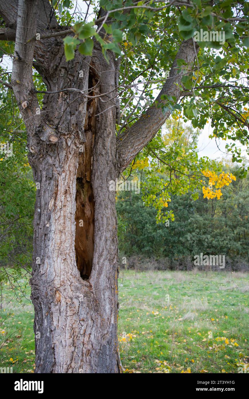 Tree trunk damaged after thunder and lightning. Rascafría, Spain Stock ...