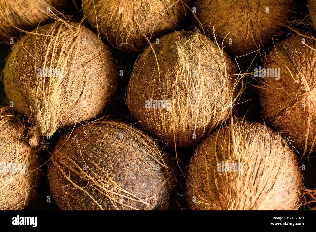 Close up of many fibrous coconut pods in a street shop. Top view. Fresh ...