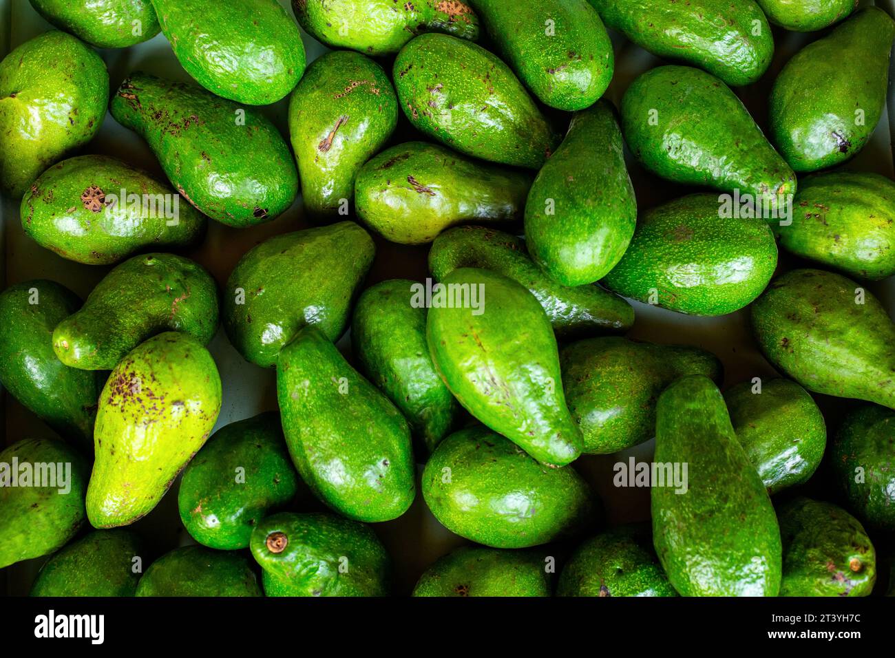 Close up of many green avocado fruits in a street shop. Top view. Fresh ...