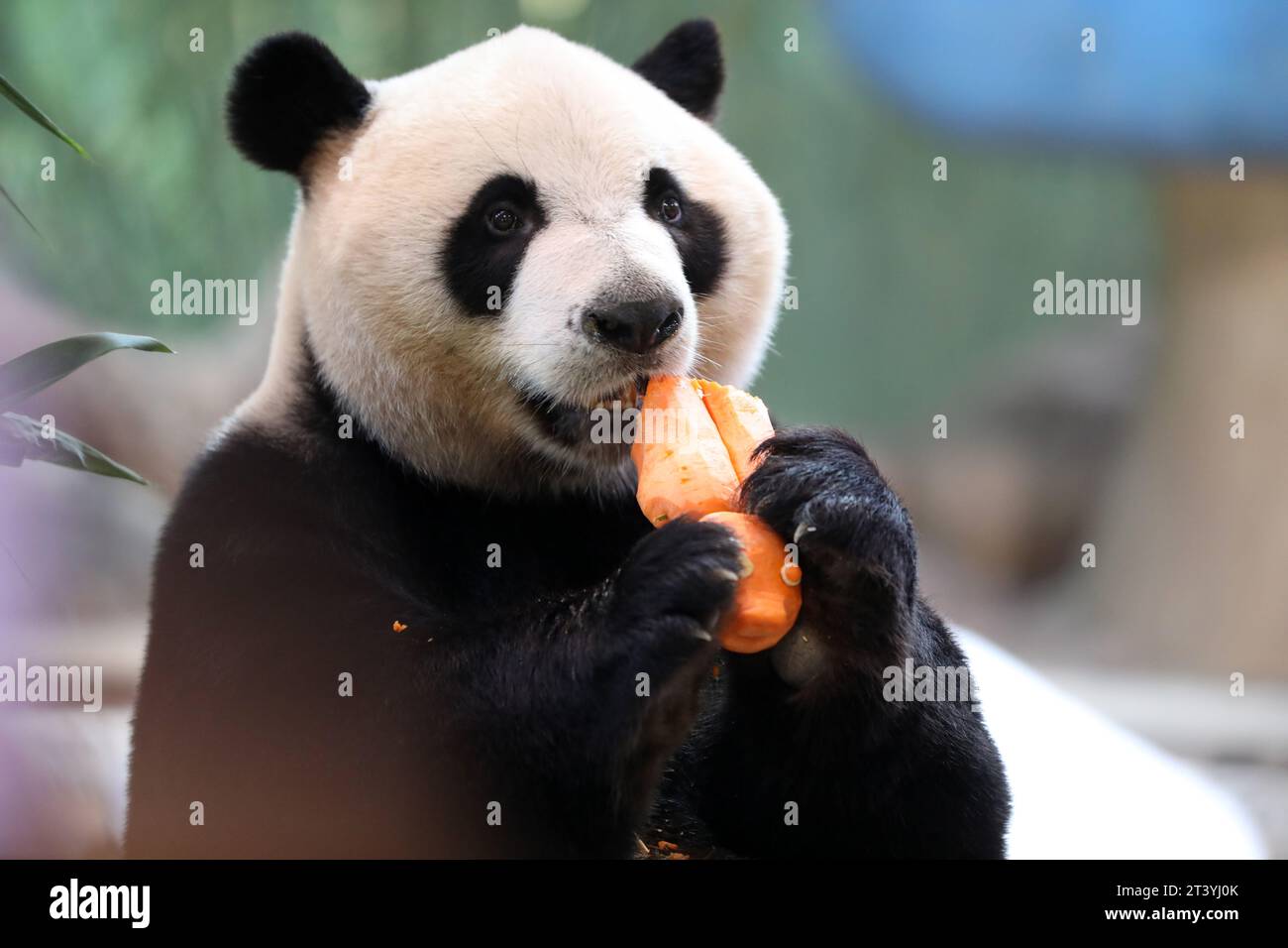 Guangzhou, China's Guangdong Province. 27th Oct, 2023. Giant panda ...