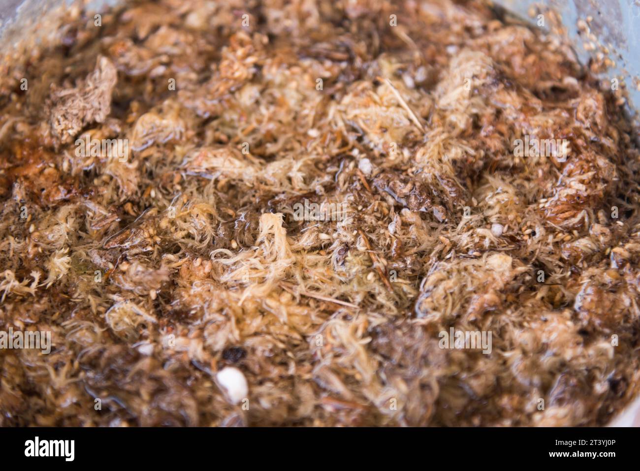 Sphagnum moss planting hi-res stock photography and images - Alamy
