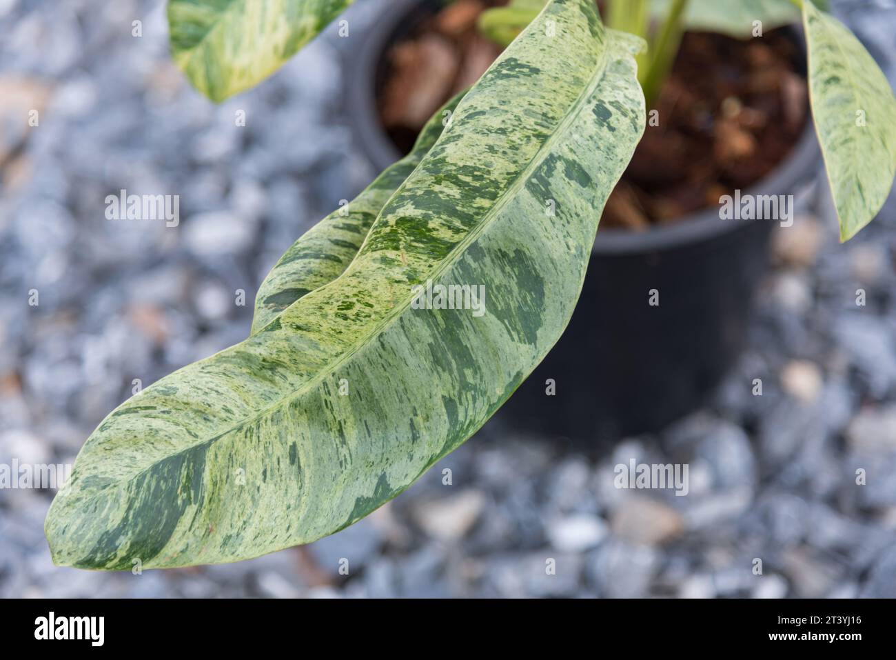 Closeup to leaf of epipremnum giganteum marble variegated Stock Photo ...