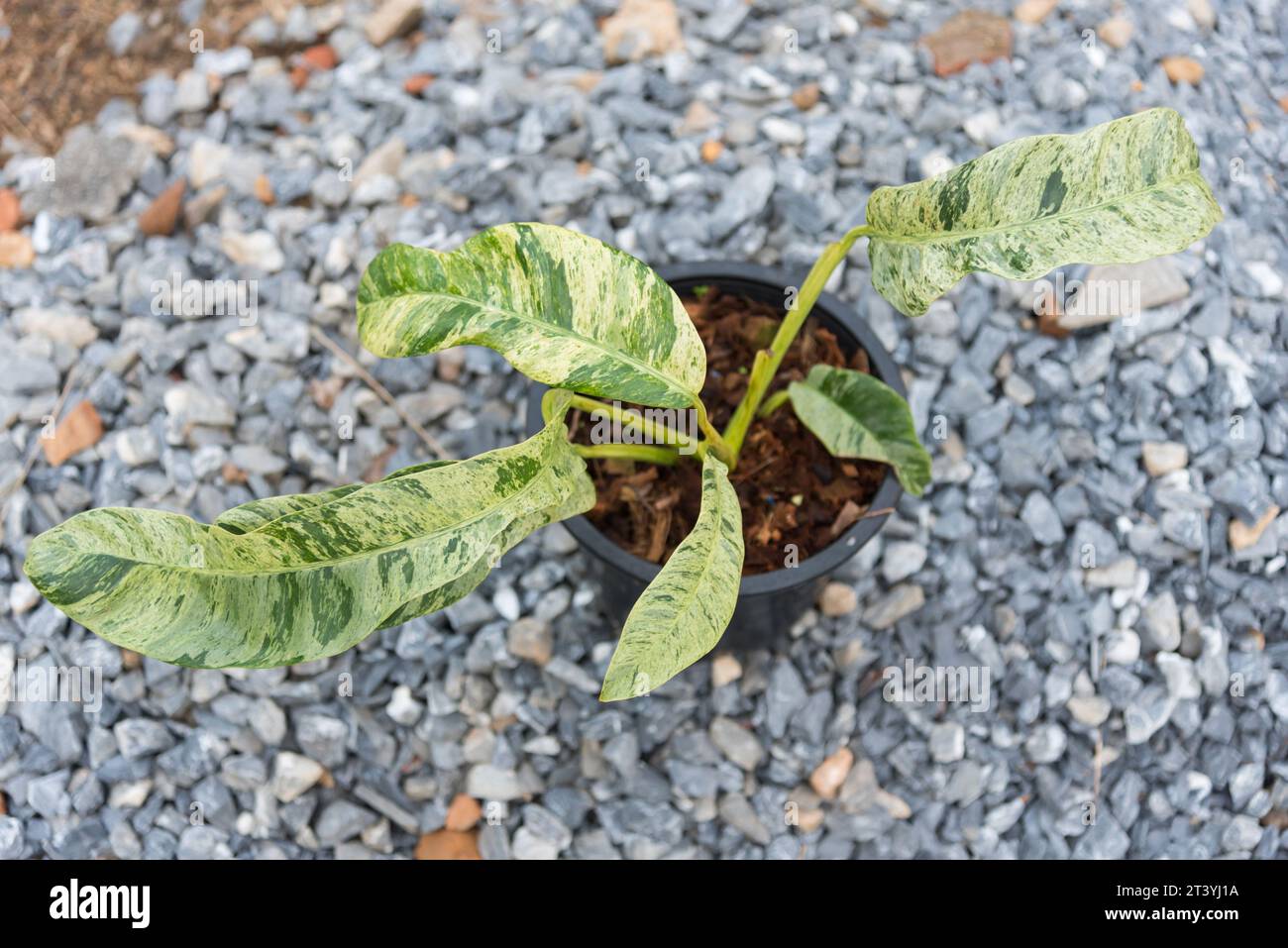 Closeup to leaf of epipremnum giganteum marble variegated Stock Photo ...