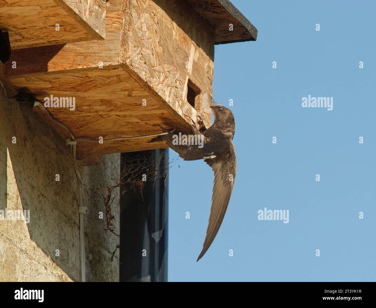 Common swift (Apus apus), likely a young adult, landing briefly or ...