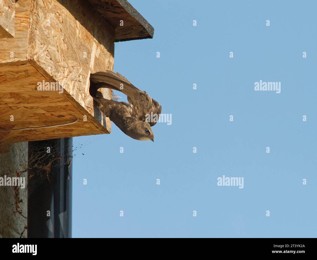 Common swift (Apus apus) adult flying from a nest box it is nesting in ...