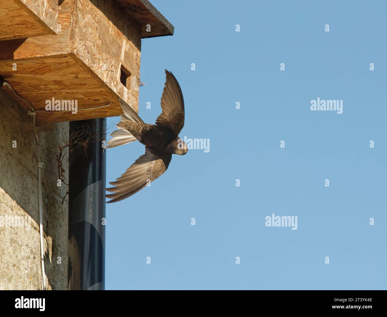 Common swift (Apus apus) adult flying from a nest box it is nesting in ...