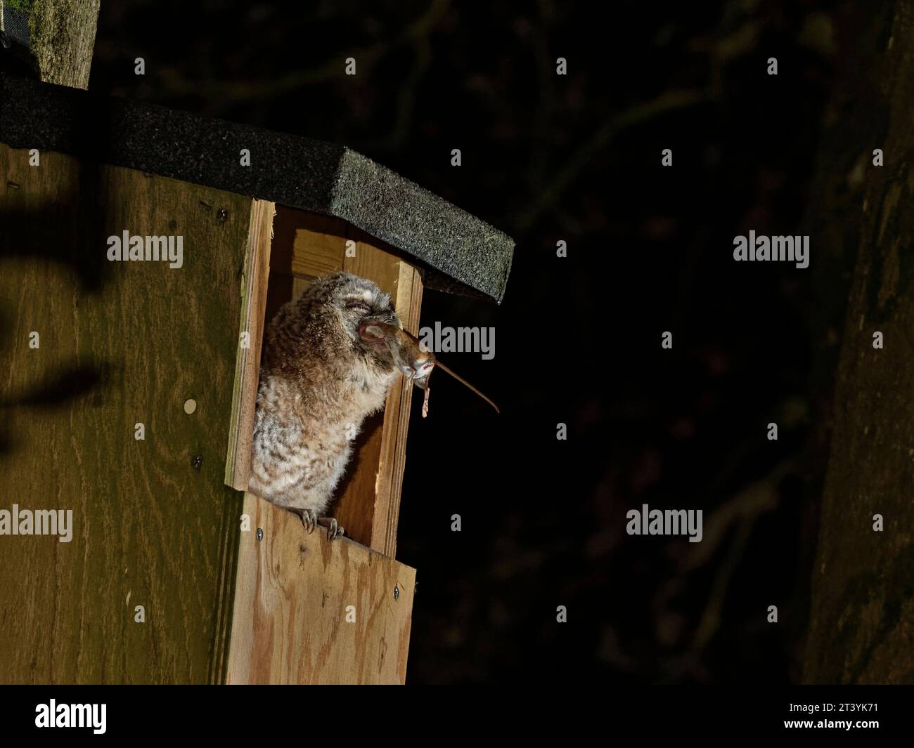 Tawny owl (Strix aluco) chick perched at a nest box entrance ...