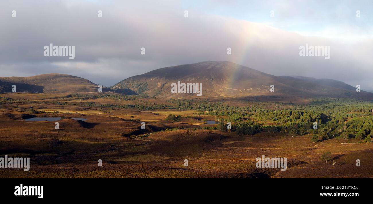 Abernethy forest pine hi-res stock photography and images - Alamy