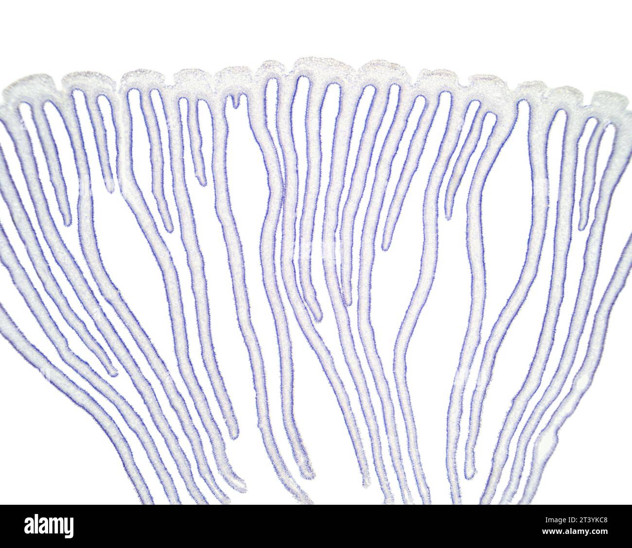 Coprinus Mushroom Labeled