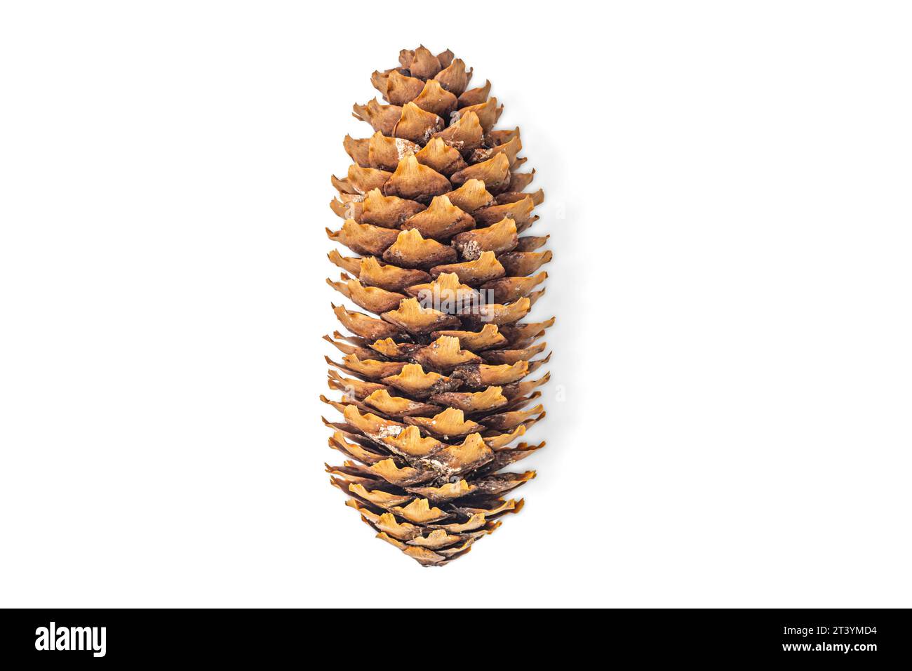 Close up evergreen fir Cut Out Stock Images & Pictures - Alamy