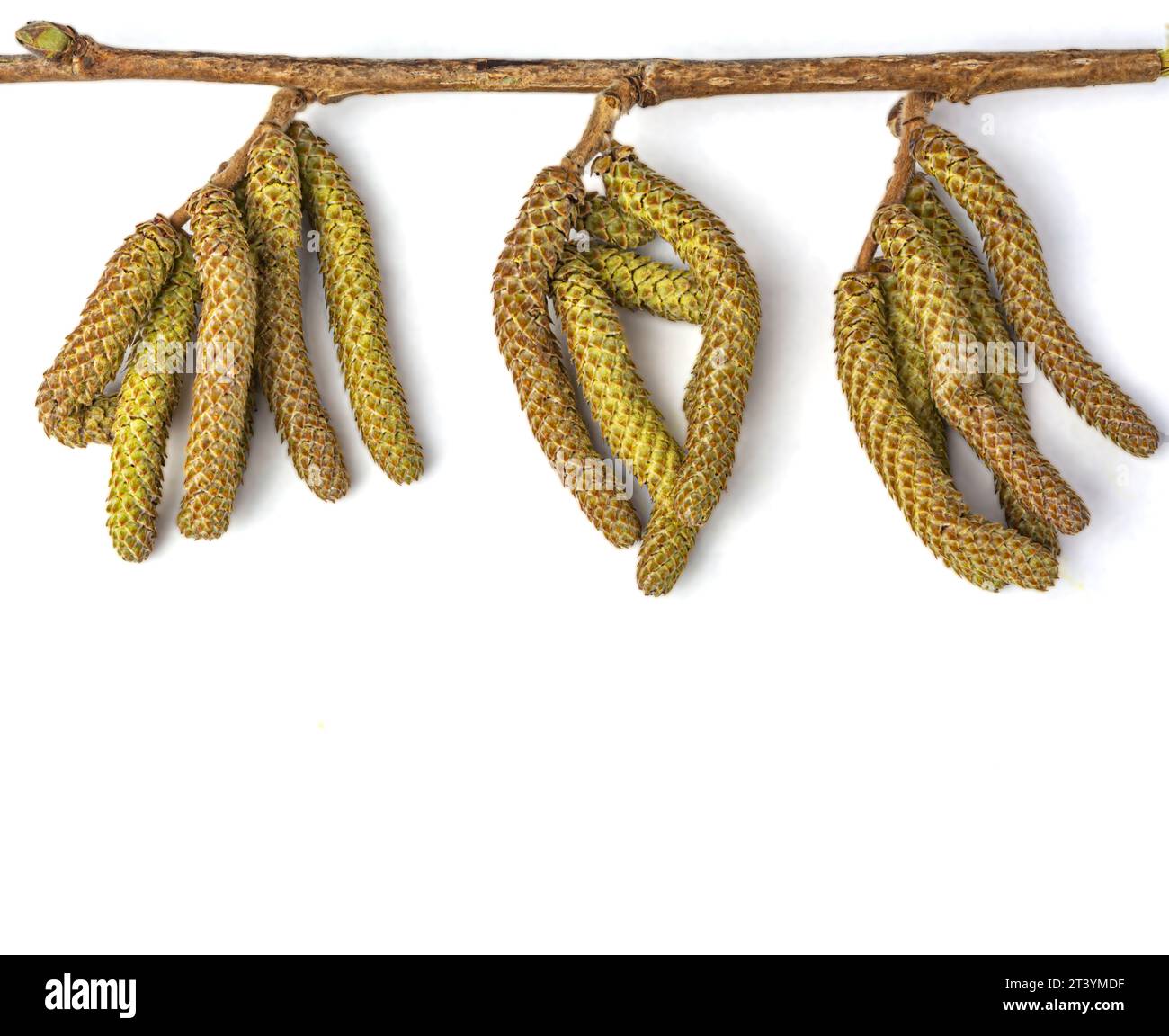 Birch seeds hi-res stock photography and images - Alamy