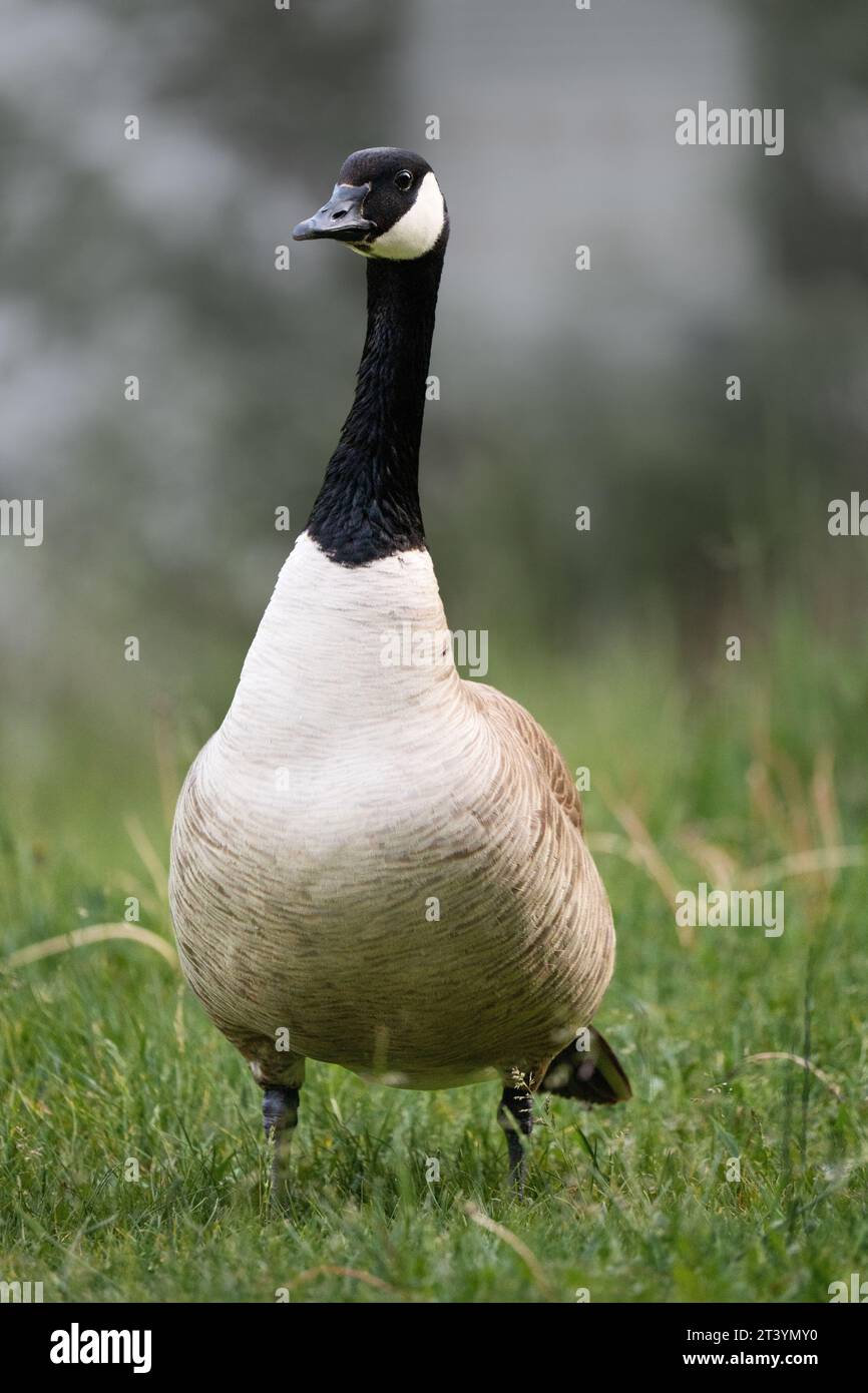 A white and grey goose stands on a vibrant green grassy field, its head ...