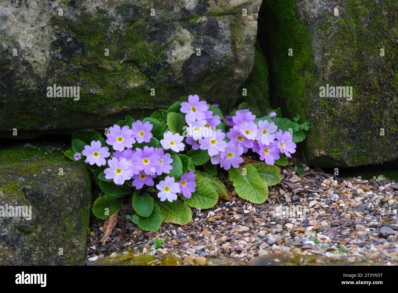 Heterochroma hi-res stock photography and images - Alamy