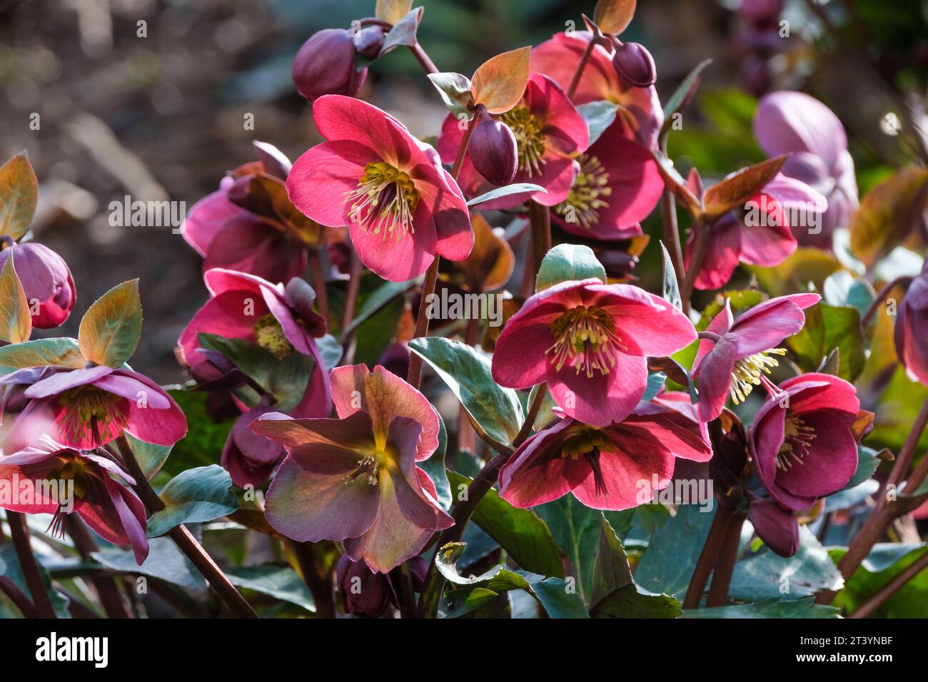 HELLEBORUS Anna's Red, Frostkiss Series, Rodney Davey Marbled Group ...