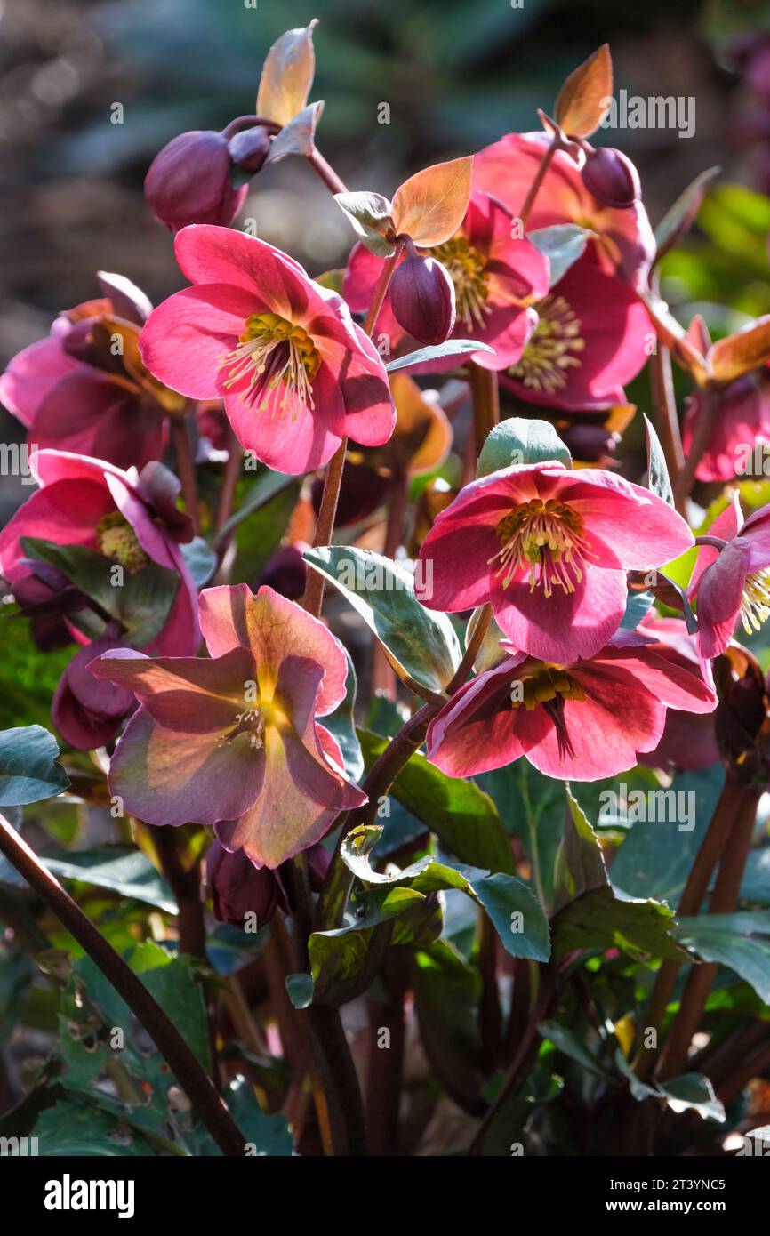 HELLEBORUS Anna's Red, Frostkiss Series, Rodney Davey Marbled Group ...