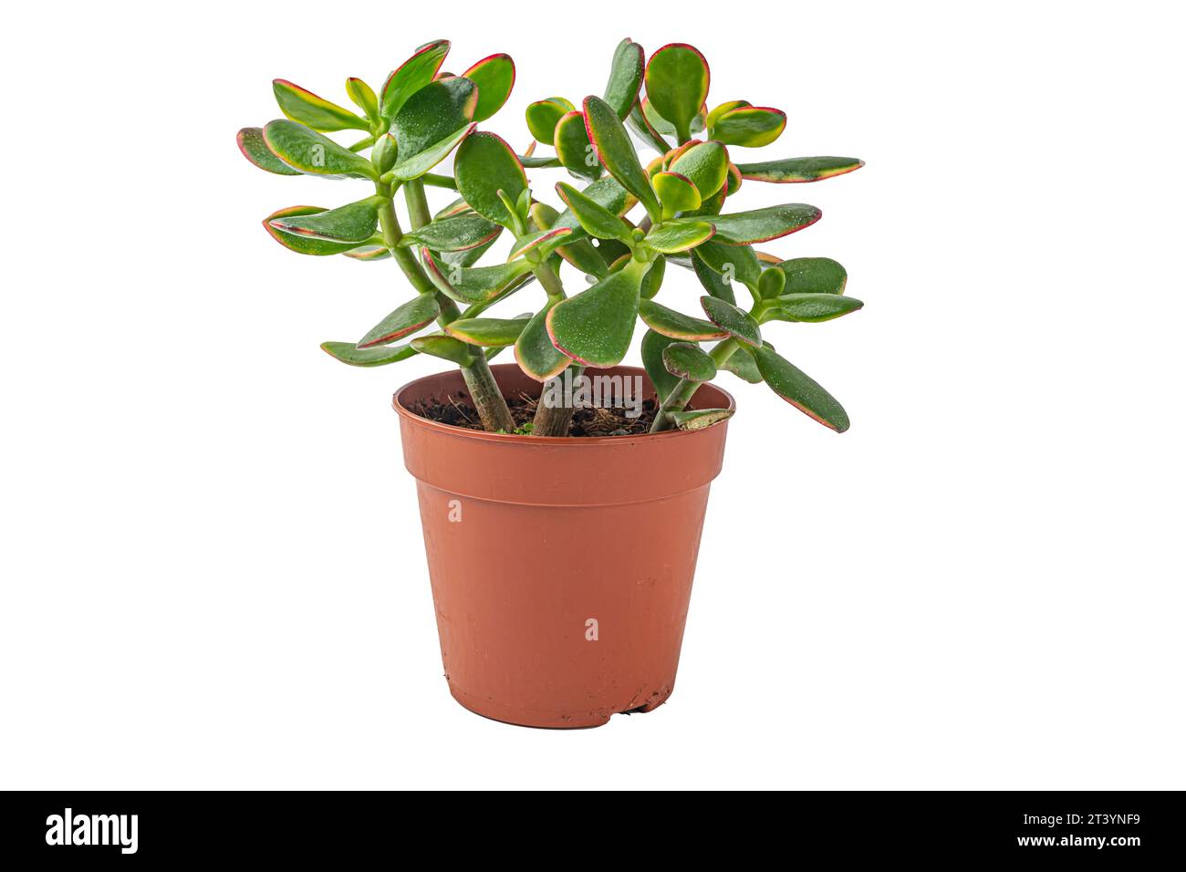 green, money tree in a pot on a white background Stock Photo - Alamy