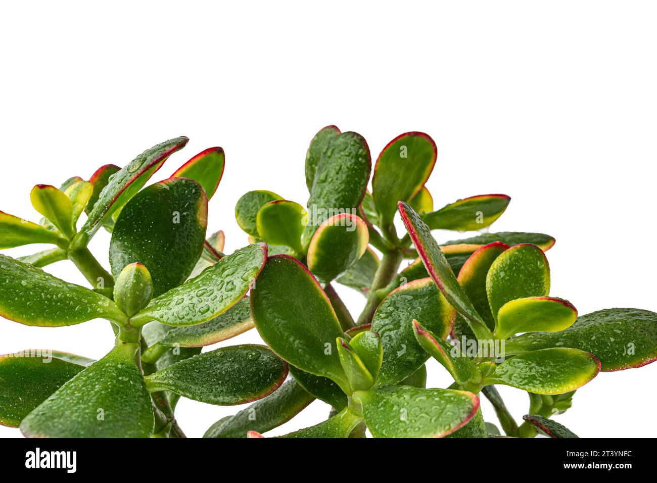green, money tree branches on a white background Stock Photo - Alamy