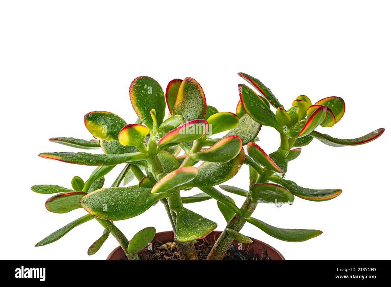 green, money tree branches on a white background Stock Photo - Alamy