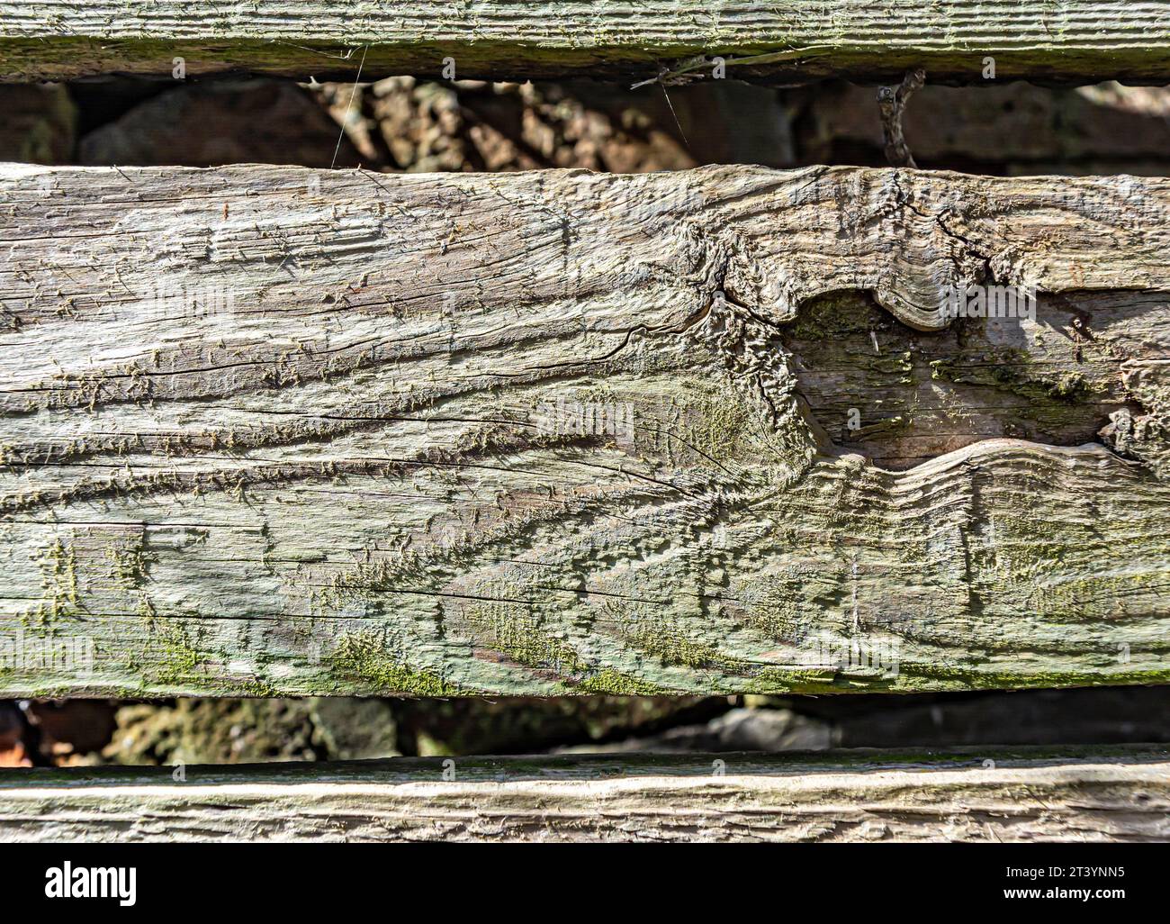 tree testure on sunny day background close-up Stock Photo - Alamy