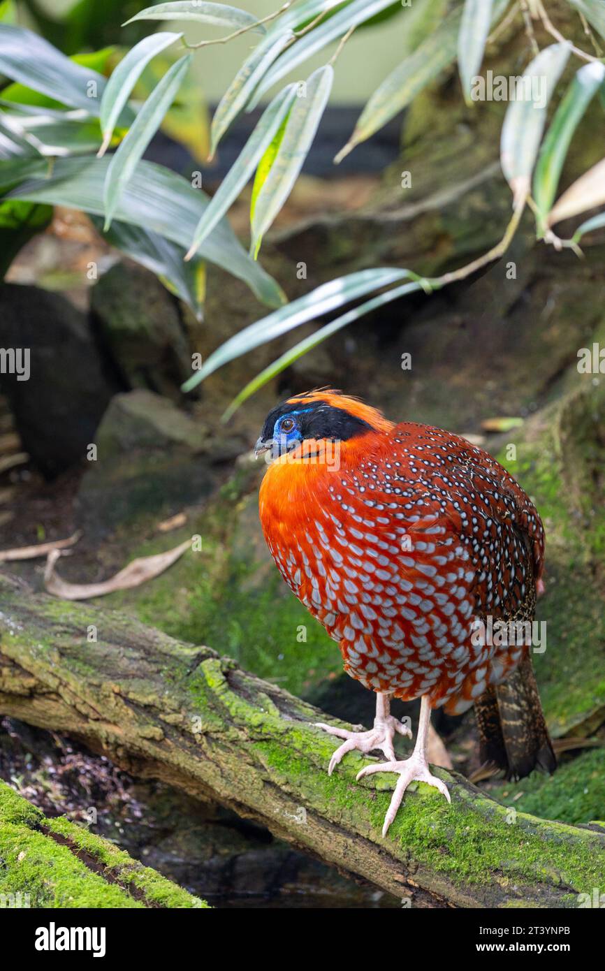Red facial wattles hi-res stock photography and images - Alamy