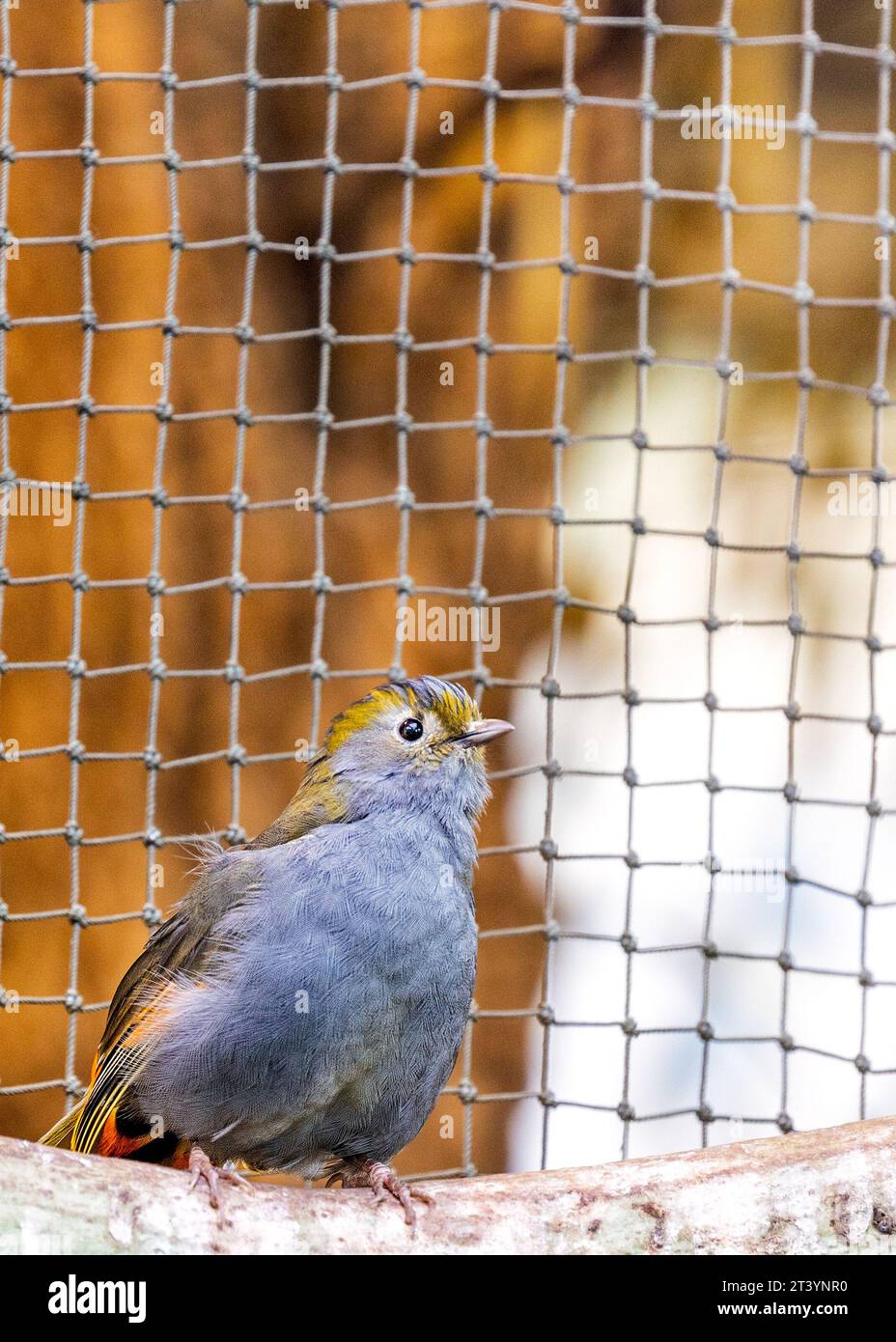 Rare and colorful songbird with orange wings and a black face. Found in ...