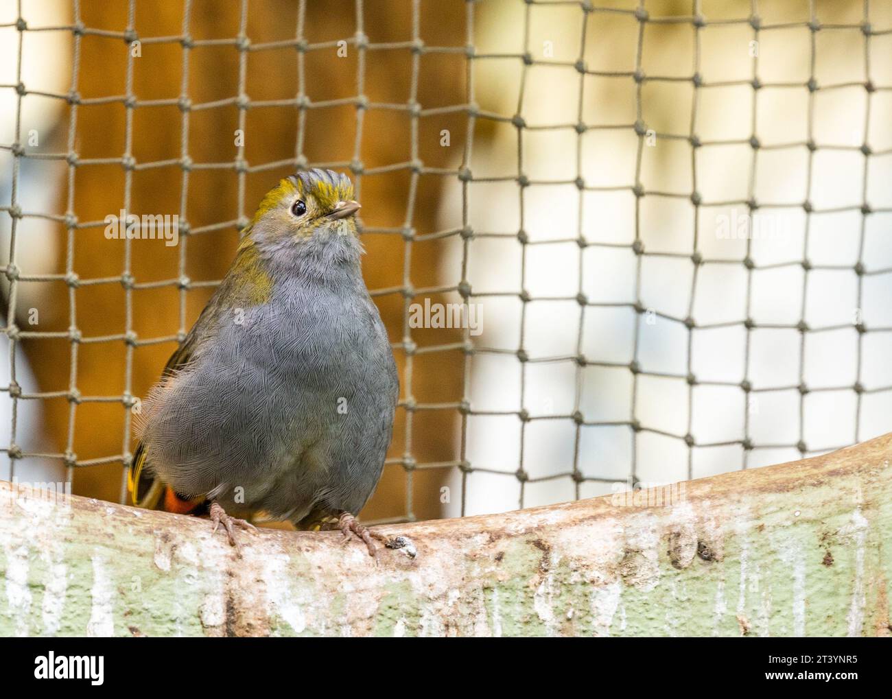 Rare and colorful songbird with orange wings and a black face. Found in ...