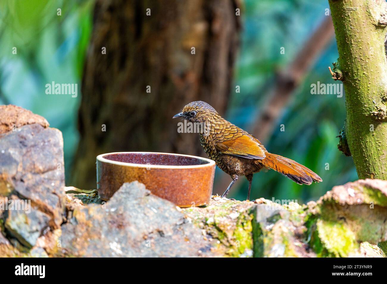 Asian songbird with a distinctive scaly plumage and a loud, laughing ...
