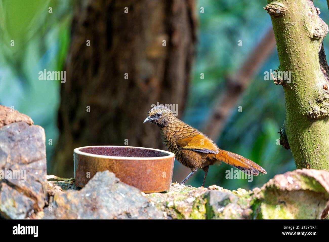 Asian songbird with a distinctive scaly plumage and a loud, laughing ...
