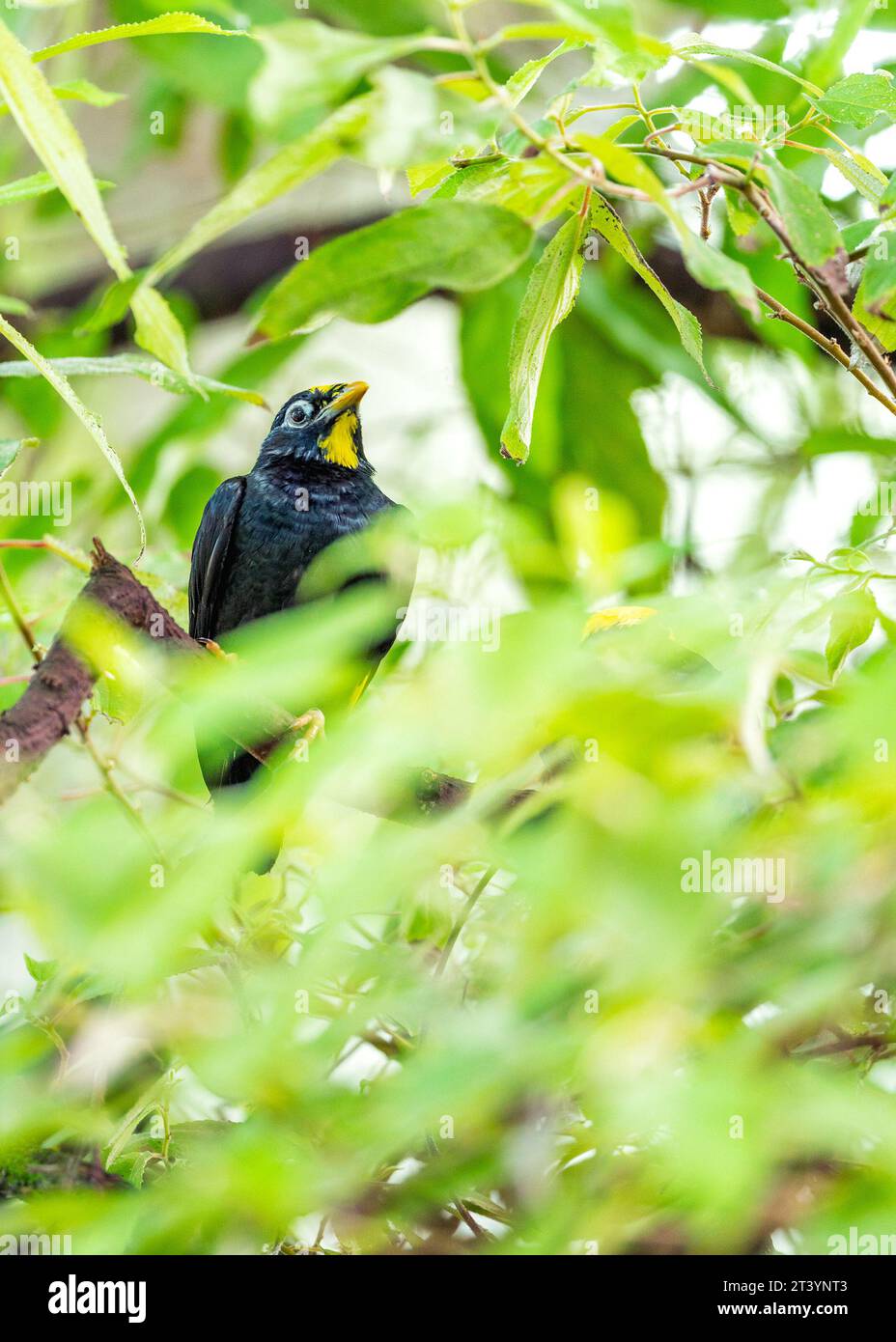 Golden crested mynah hi-res stock photography and images - Alamy