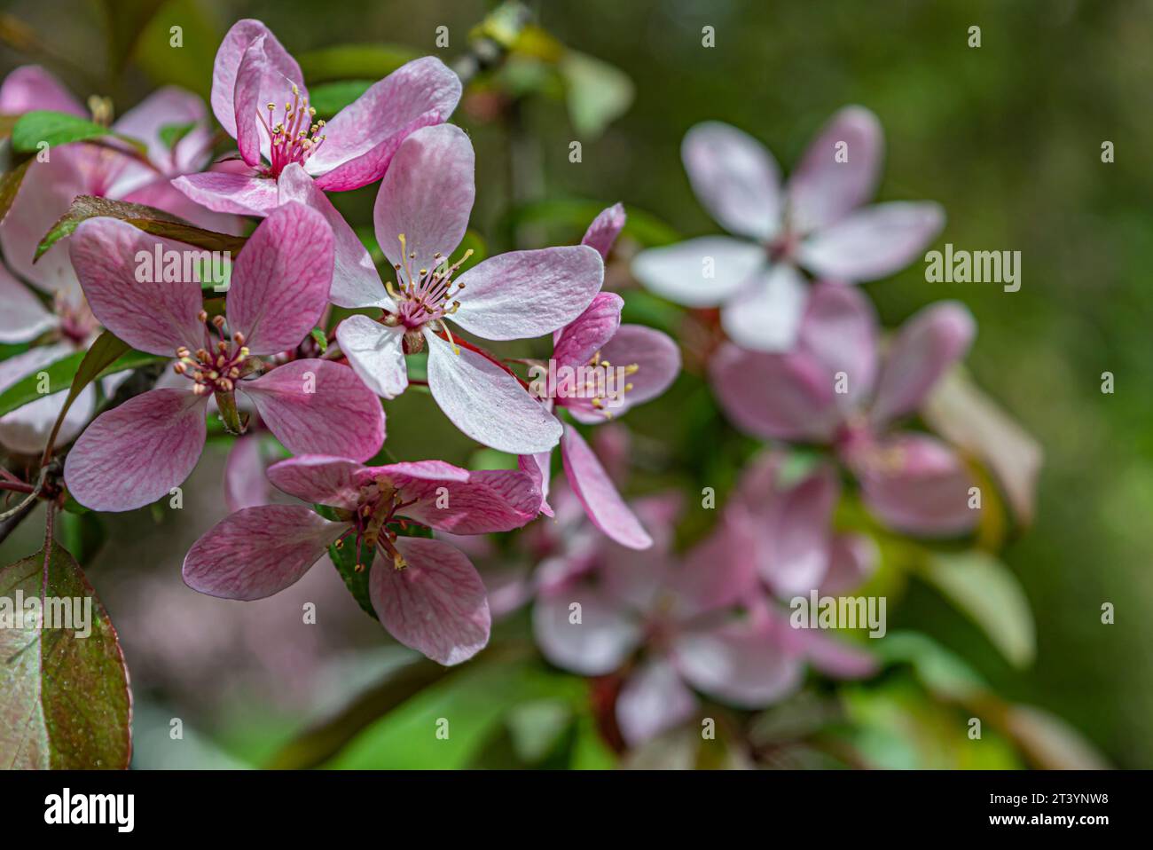 Bokeh effect flowers hi-res stock photography and images - Alamy