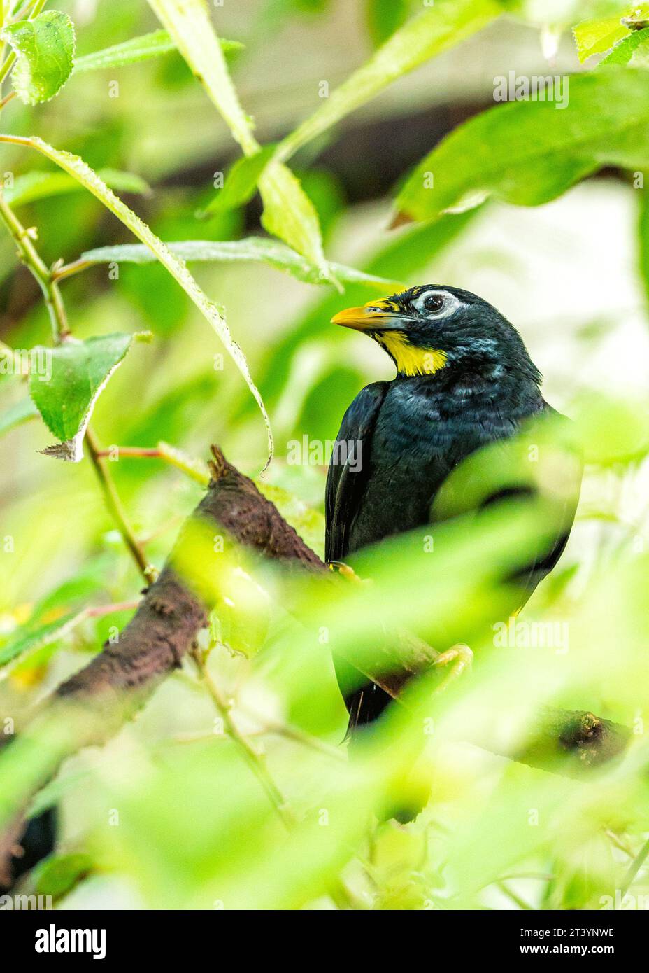 Golden crested mynah hi-res stock photography and images - Alamy
