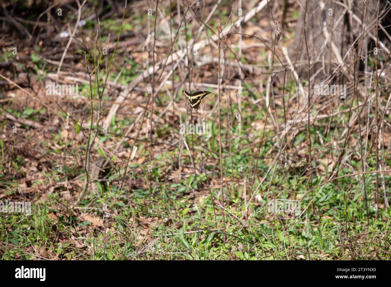 Giant eastern swallowtail butterfly (Papilio cresphontes Cramer) flying ...