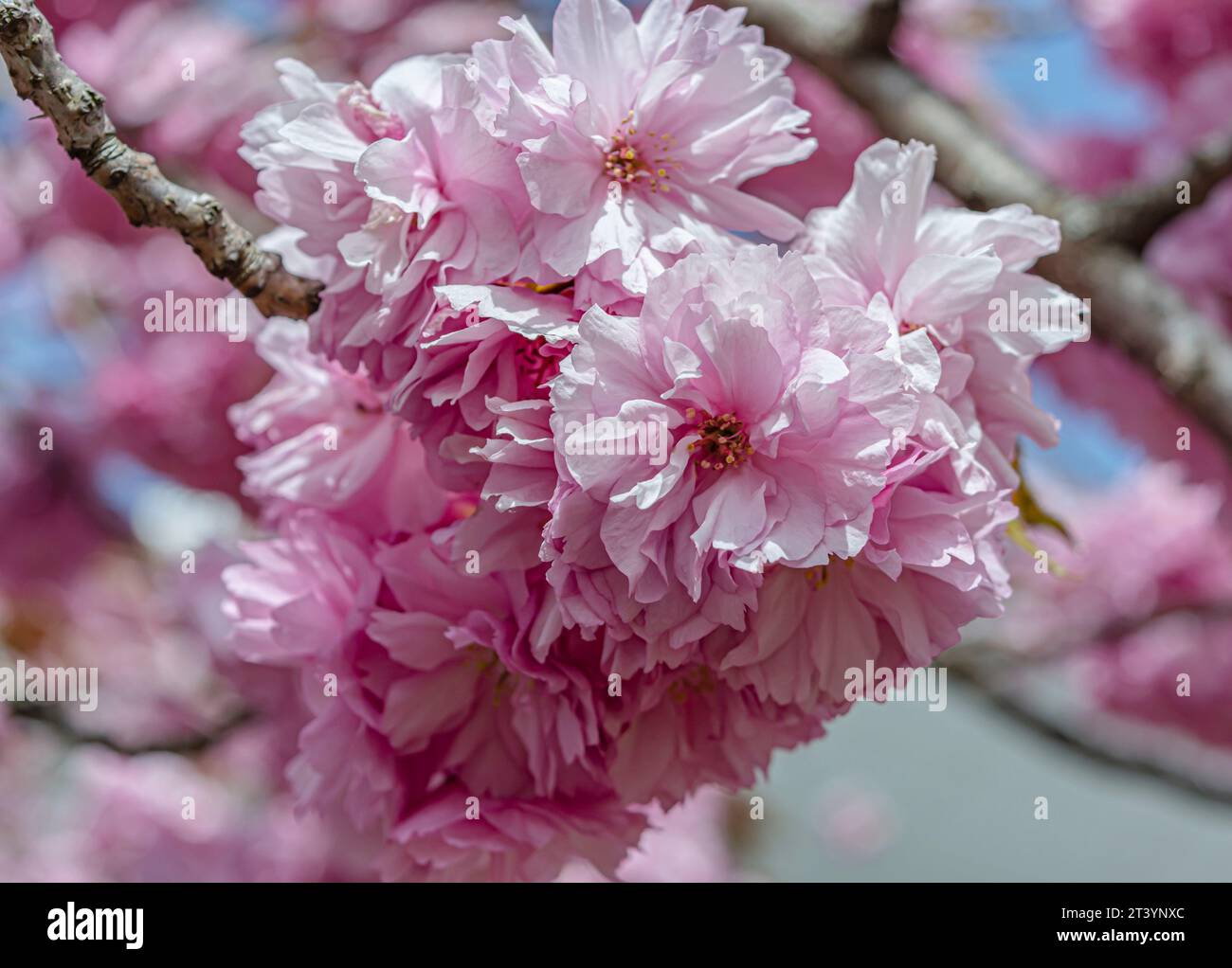Close up pink sakura hi-res stock photography and images - Alamy