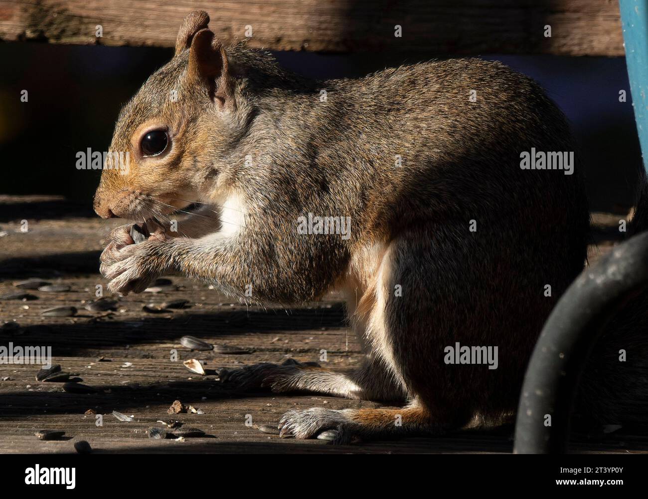 Squirrel nibbling on bird seeds on the deck Stock Photo - Alamy