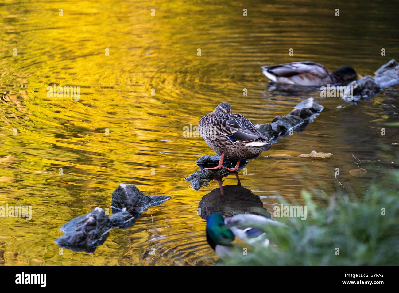 Ducks sleep, clean their feathers, eat algae. Ducks are beautifully ...