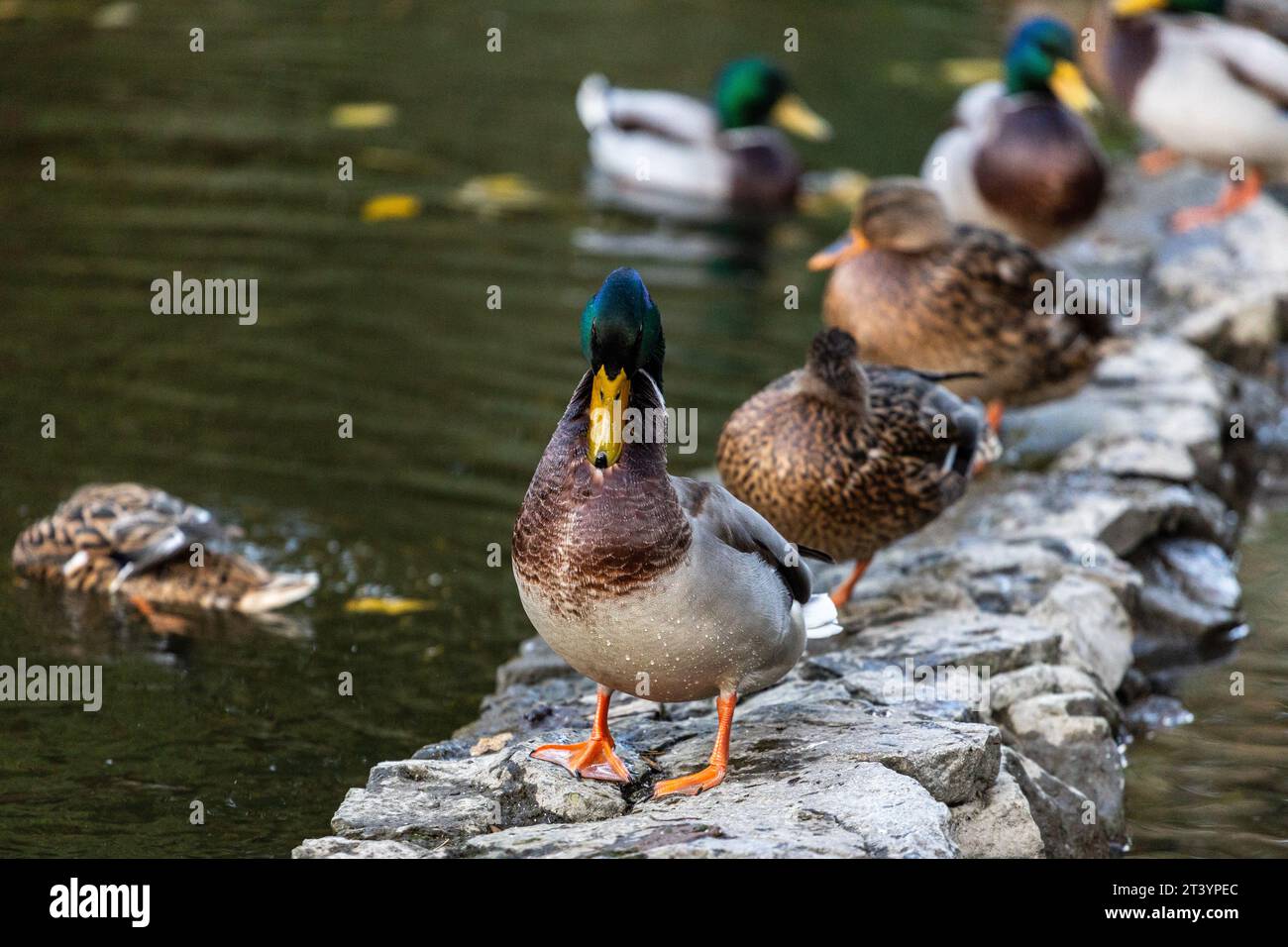 Ducks sleep, clean their feathers, eat algae. Ducks are beautifully ...