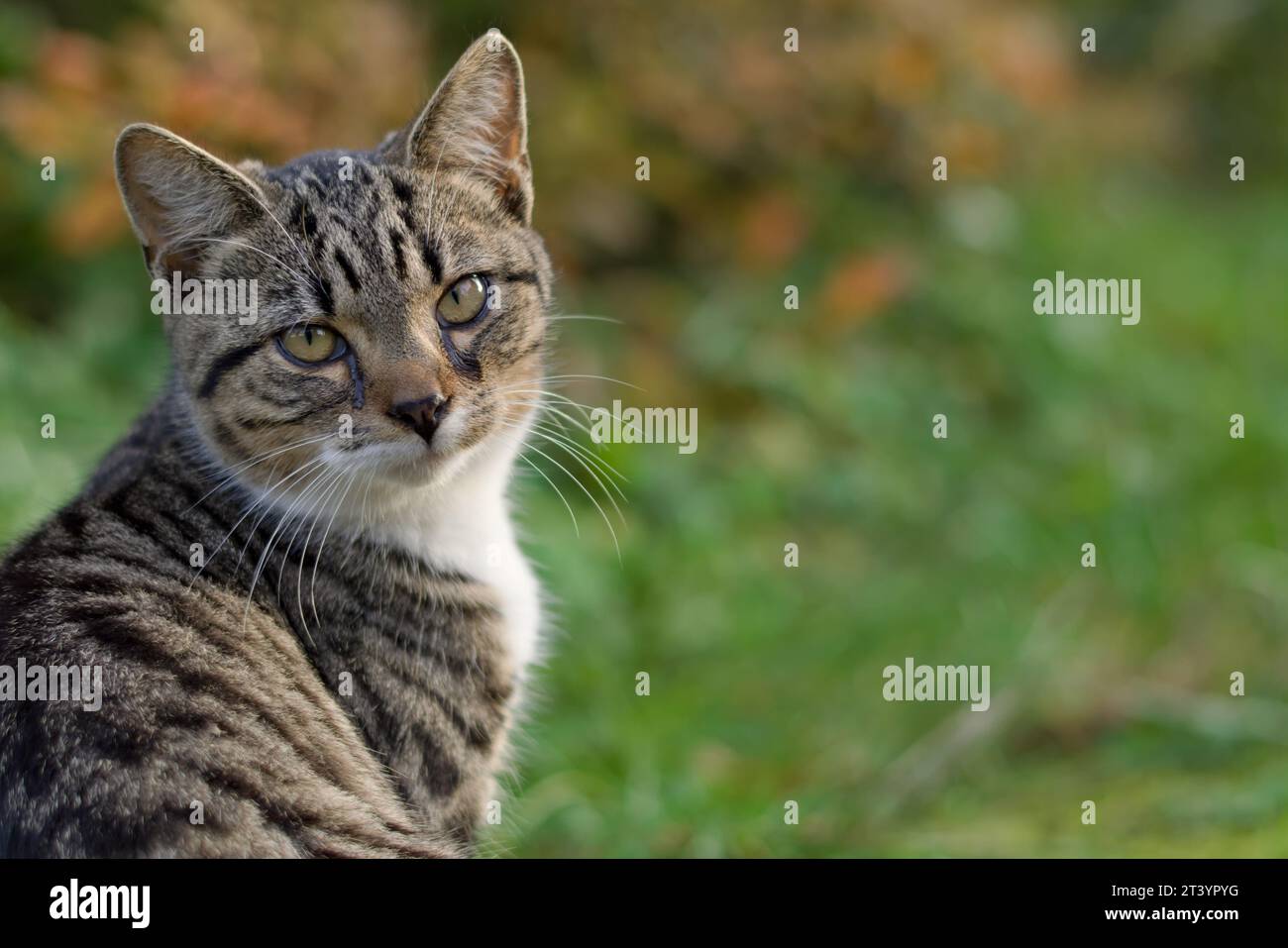 Portrait of angry domestic cat on the garden Stock Photo - Alamy