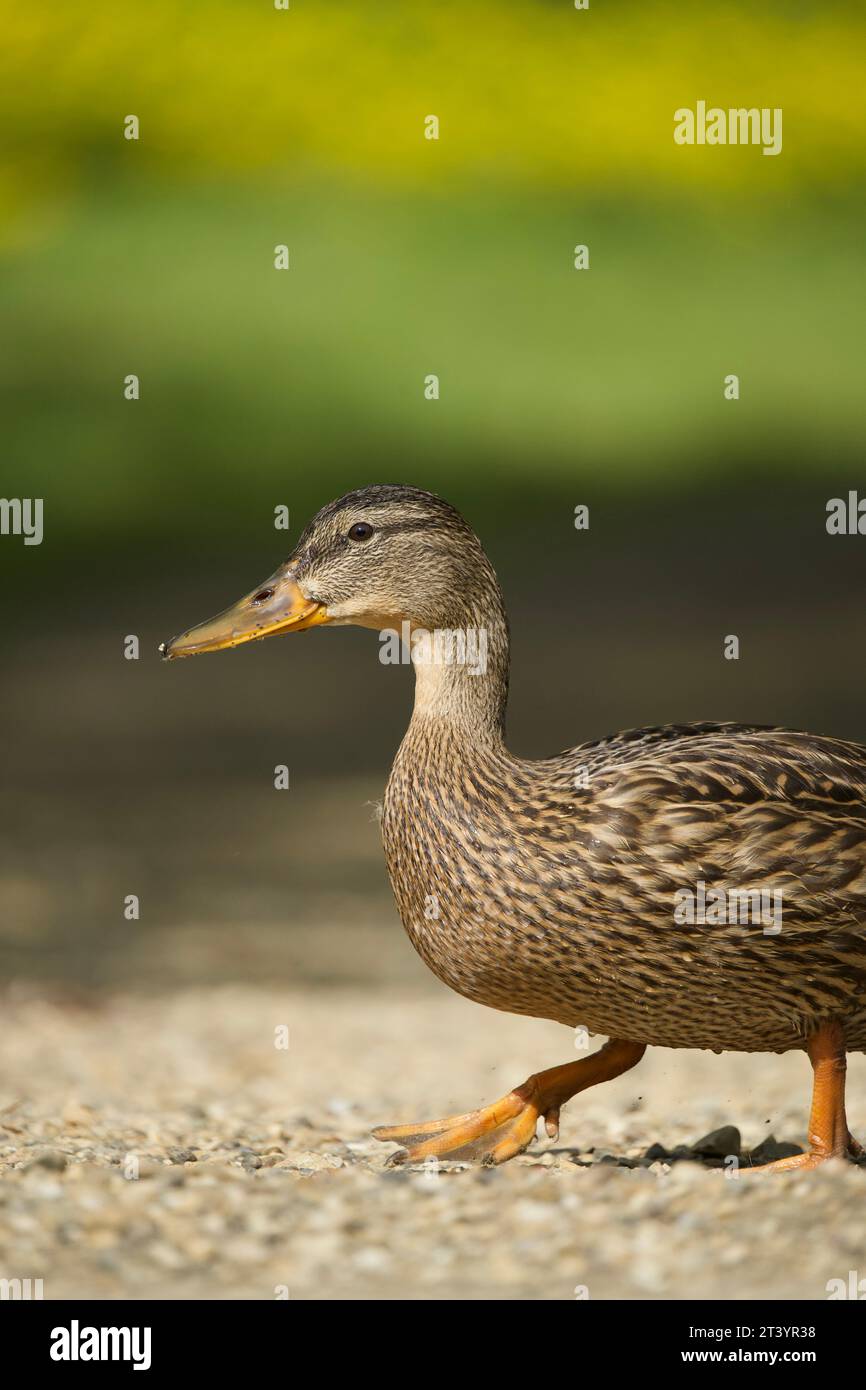 A small yellow-legged duck standing on a gravel surface surrounded by ...