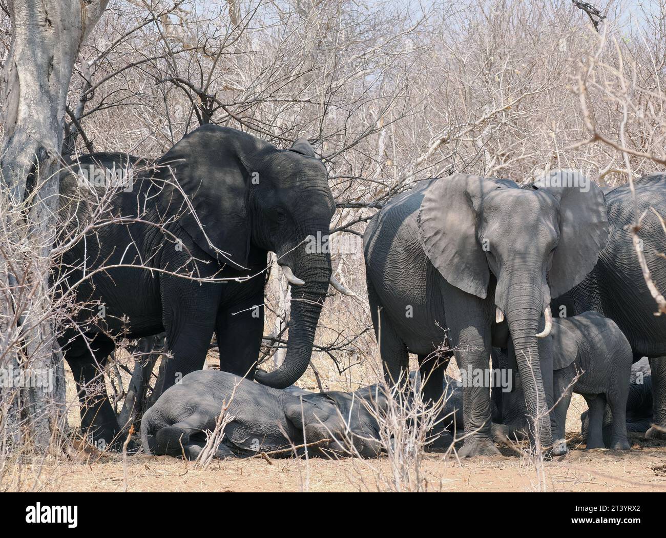 African bush elephant, Afrikanischer Elefant, Éléphant de savane ...