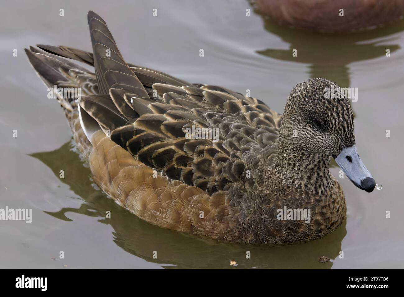 This photograph captures an American Wigeon (Female) on a winter ...