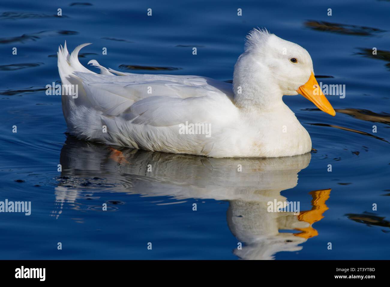 Duck paddling hi-res stock photography and images - Alamy