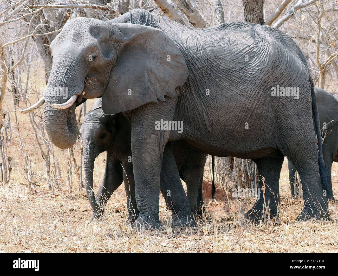 African bush elephant, Afrikanischer Elefant, Éléphant de savane ...